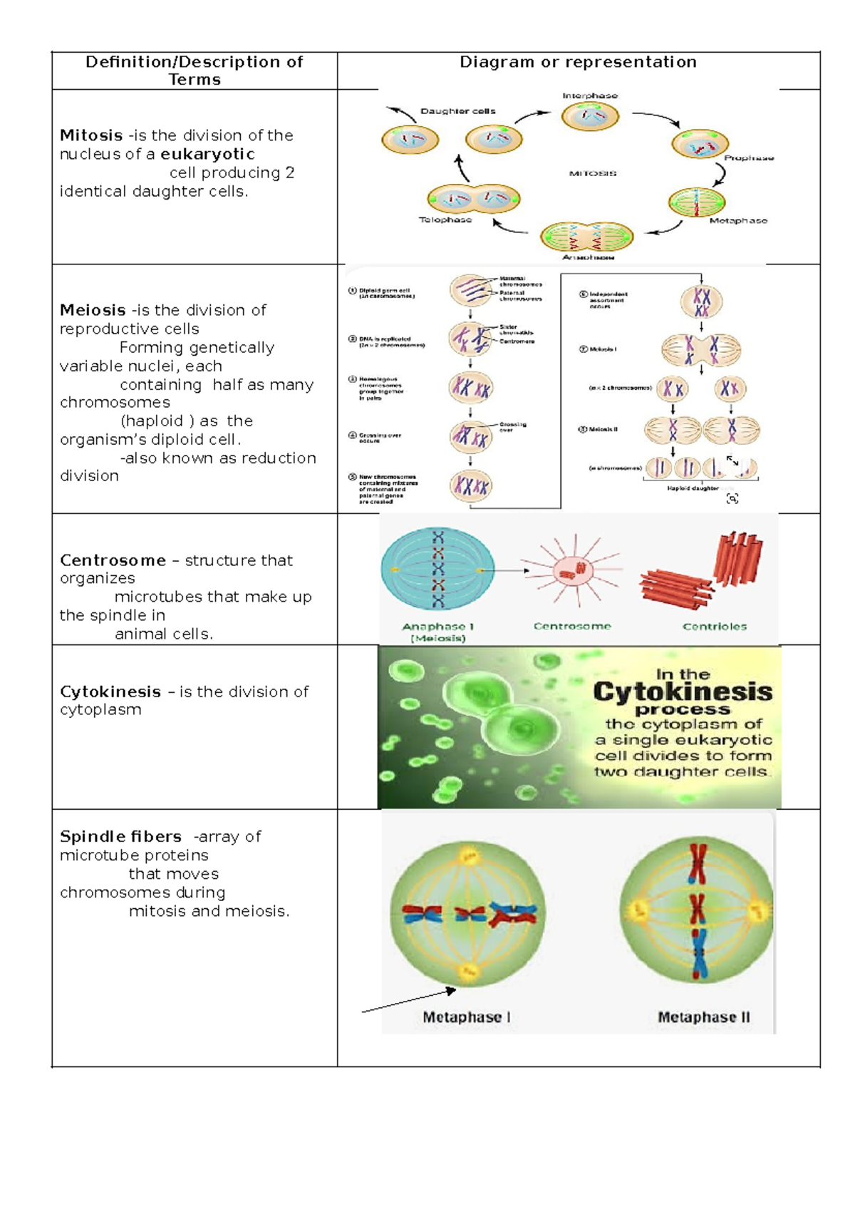 Hand-outs Mitosis Meiosis - Definition/Description of Terms Diagram or ...