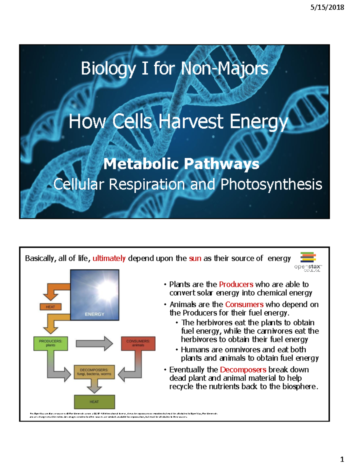 BIO 101 Mod 6 Metabolic Pathways slides - Biology I for Non-Majors ...