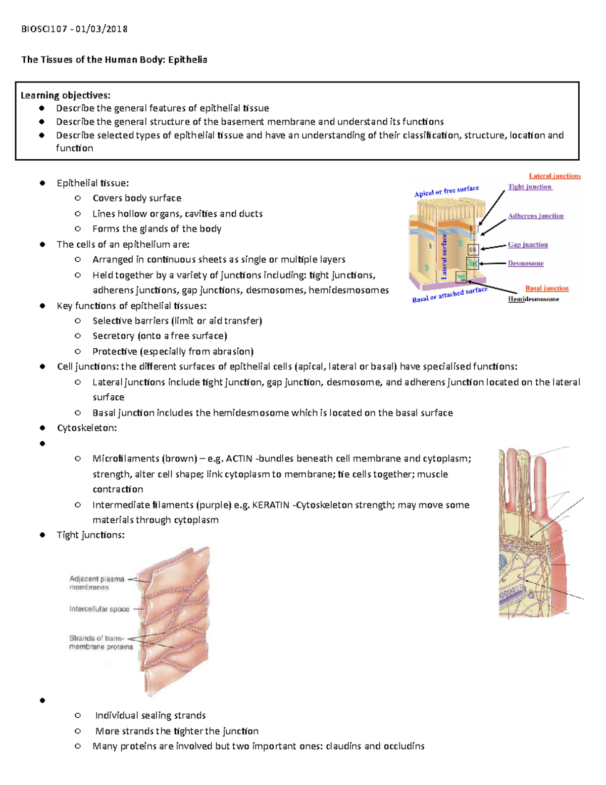 Cells and Tissues - Epithelial - BIOSCI107 - 01/03/2018 The Tissues of ...
