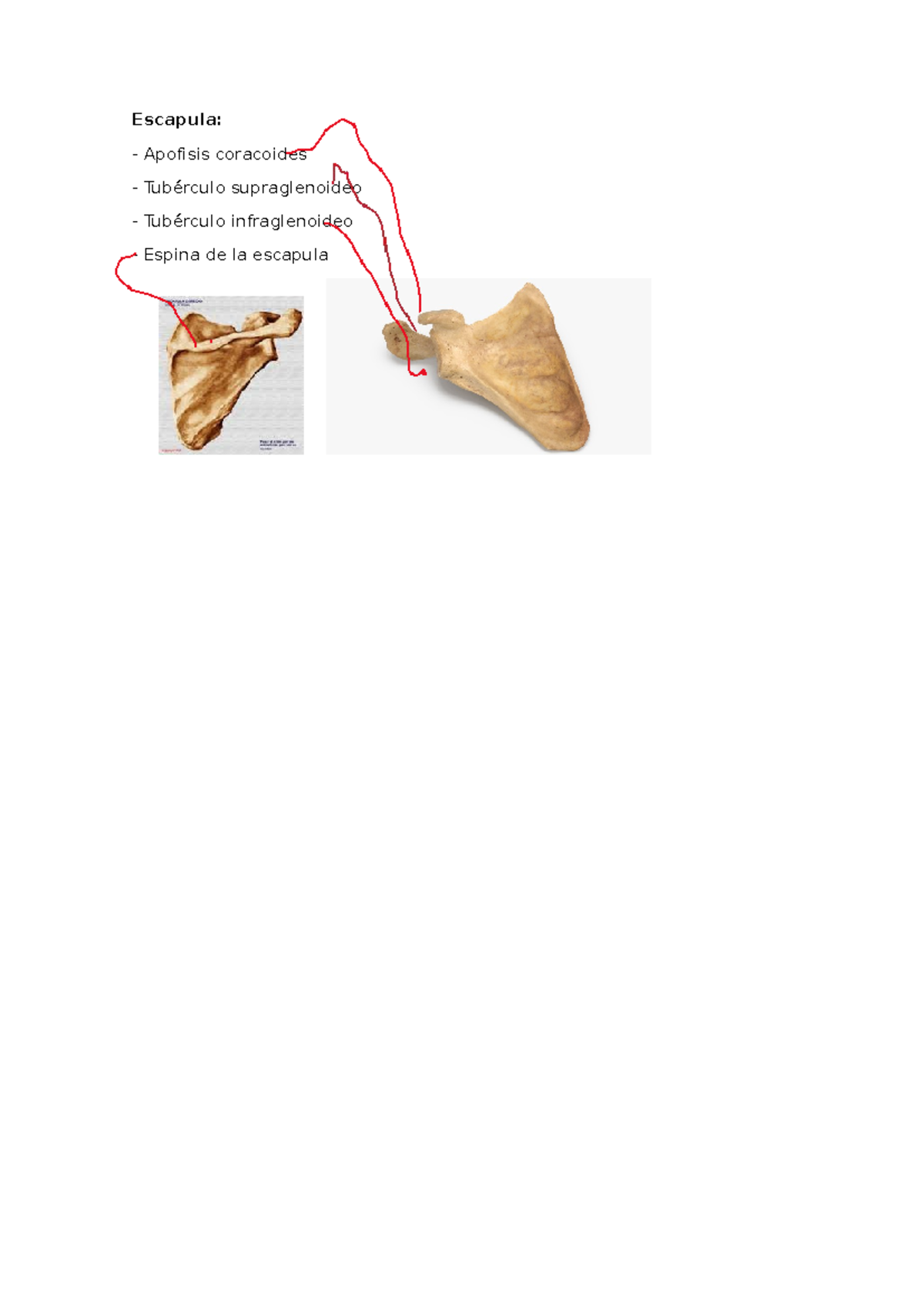 Apuntes - Anatomia Humana - Escapula: Apofisis coracoides Tubérculo ...