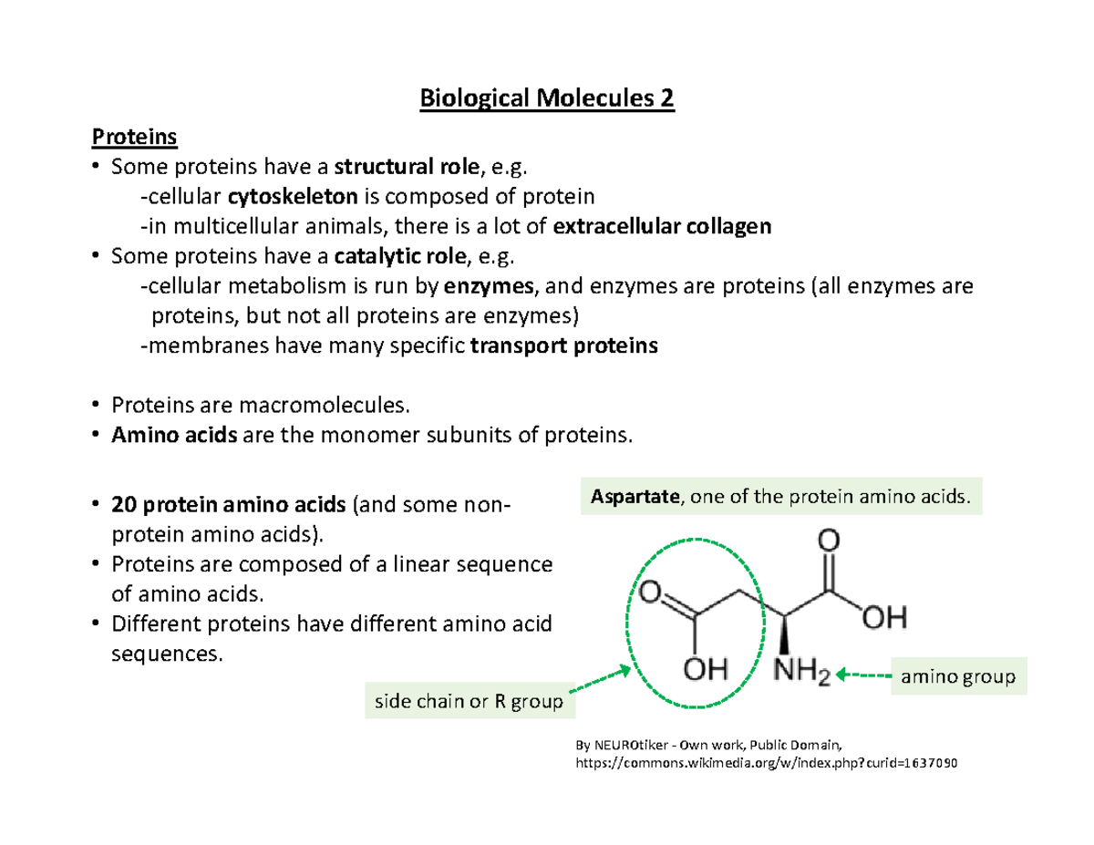 Biological Molecules 2 - amino group Proteins Some proteins have a ...