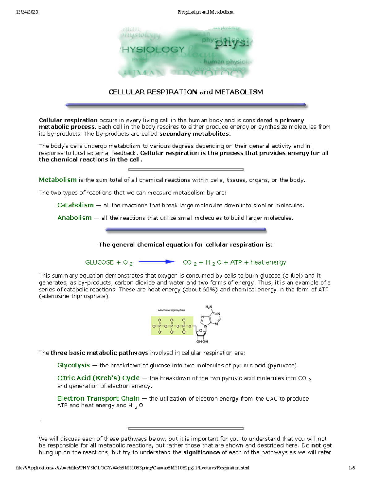 Cellular Respiration + Metabolism - CELLULAR RESPIRATION and METABOLISM ...