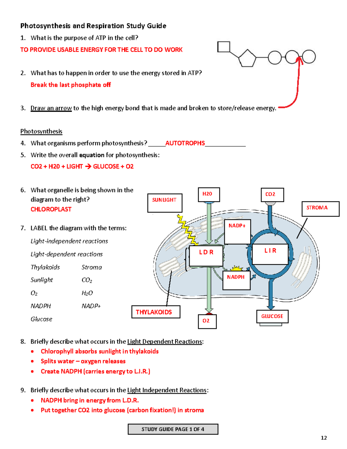 Unit 4 Photosynthesis and Cell Respiration Study Guide KEY (Honors) F21 ...