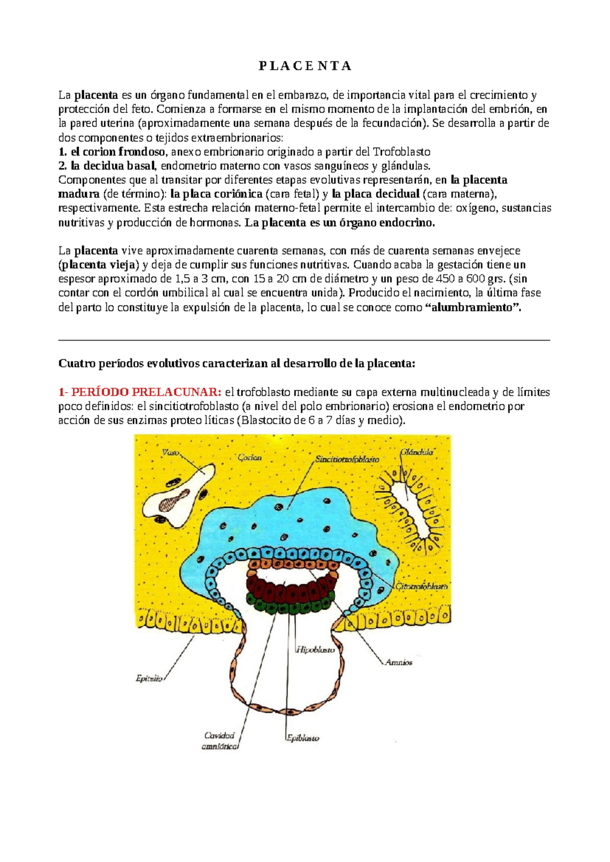 Placenta - P L A C E N T A La placenta es un órgano fundamental en el ...