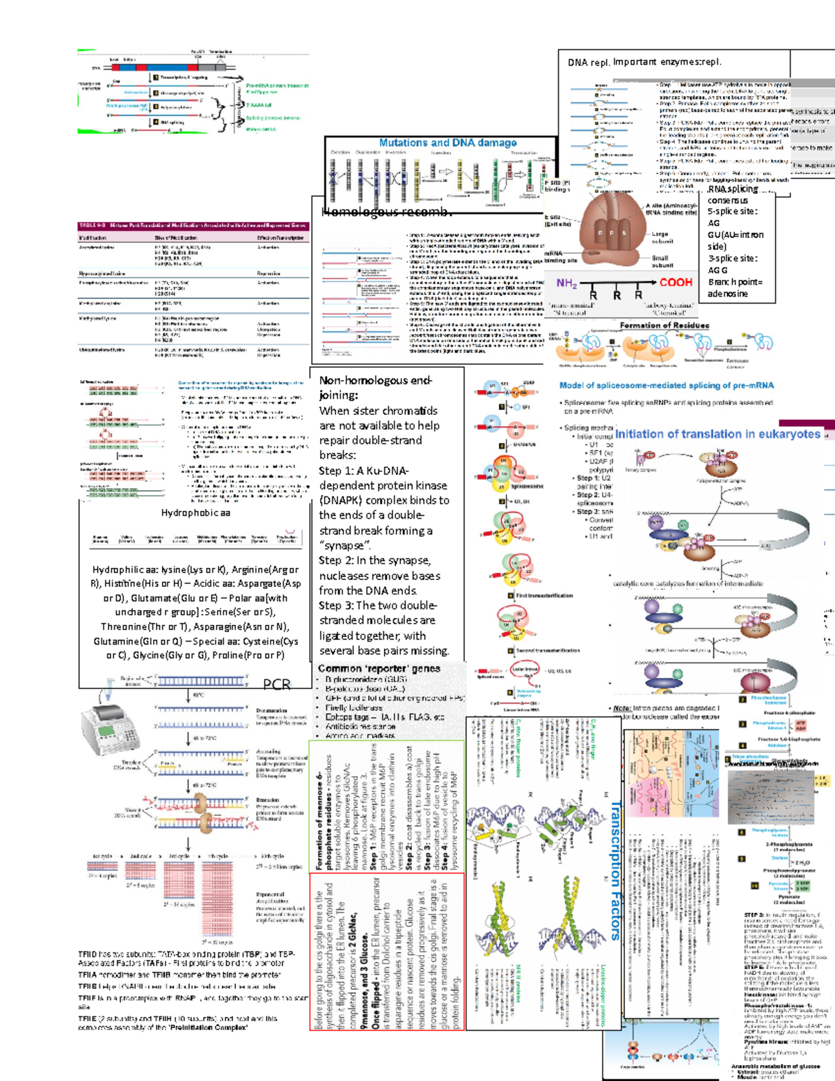 Final cheat sheet - DNA repl enzymes:repl. RNA splicing consensus 5 ...