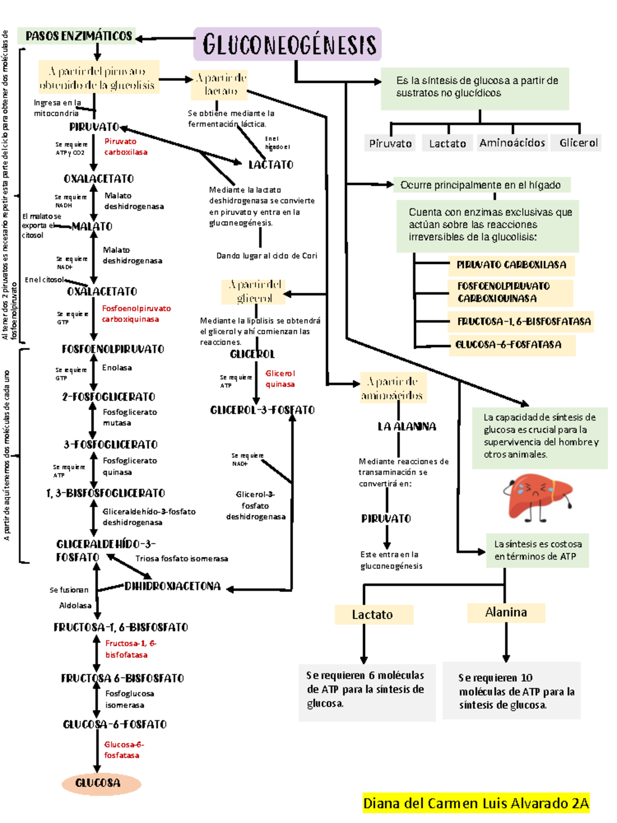 Gluconeogénesis - Gluconeogénesis Es la síntesis de glucosa a partir de ...