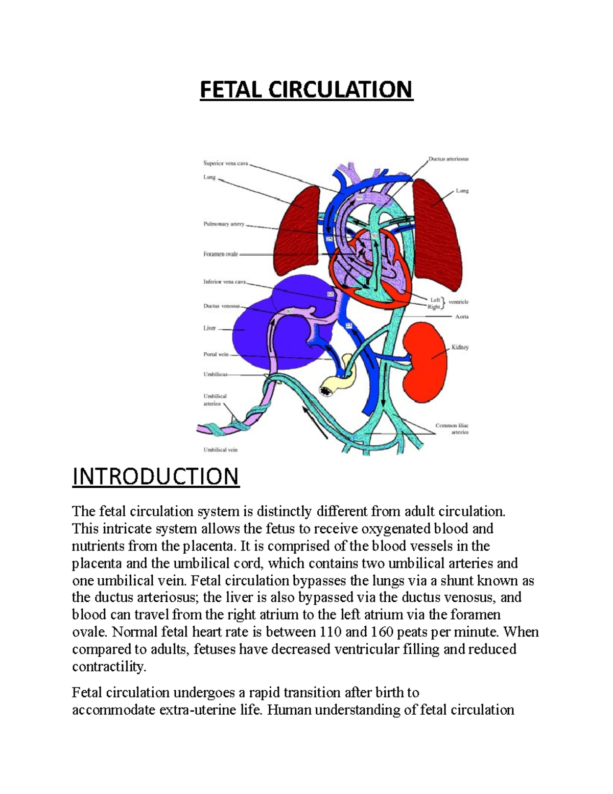 Fetal Circulation Diagram Labeled