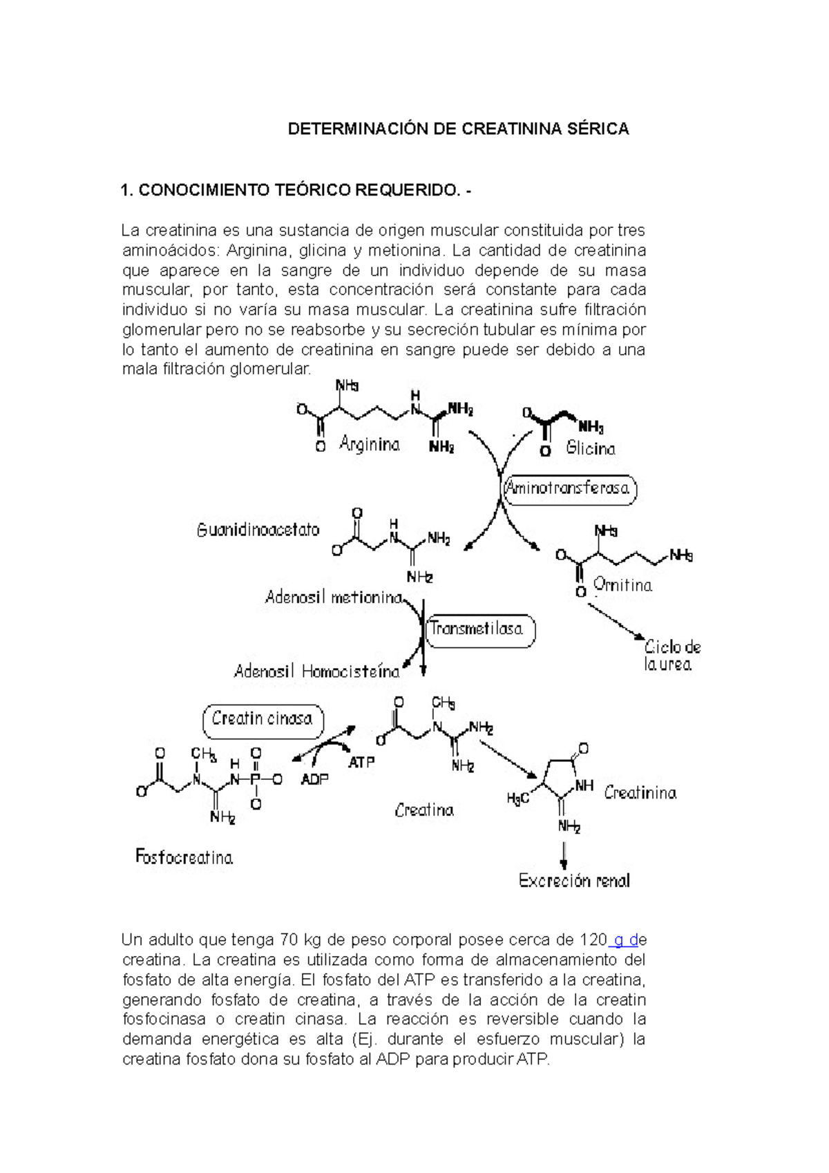 Determinación DE Creatinina Sérica - DETERMINACIÓN DE CREATININA SÉRICA ...