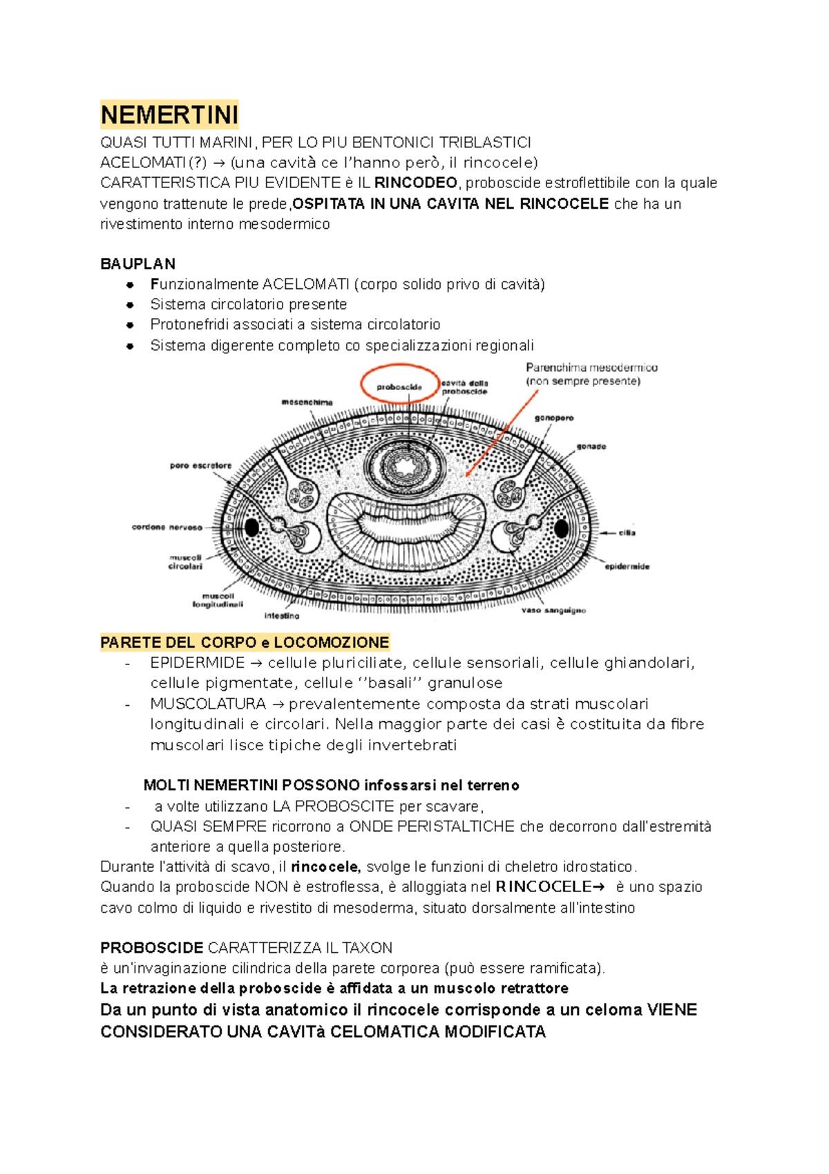 Nemertini - Riassunto - NEMERTINI QUASI TUTTI MARINI, PER LO PIU ...