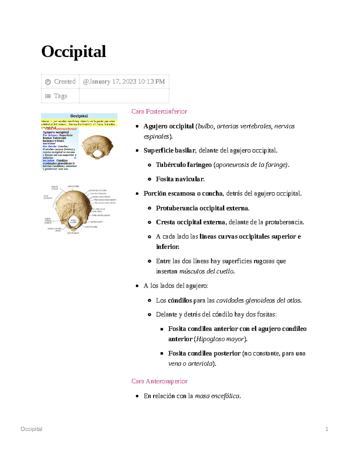 Occipital - Superficie basilar, delante del agujero occipital ...