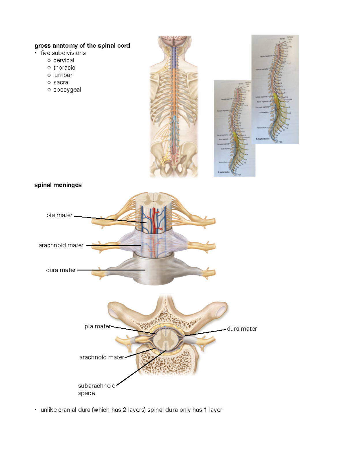 Ch 14 lecture notes X - gross anatomy of the spinal cord five ...