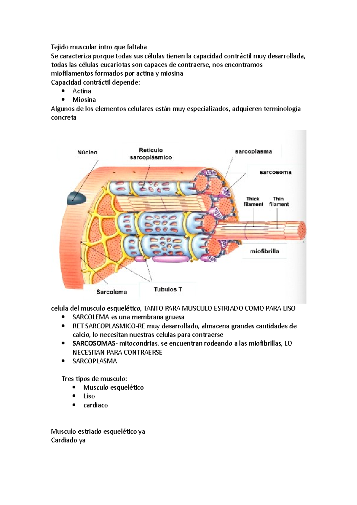 Histología 2 - Apuntes 5 - Tejido muscular intro que faltaba Se ...