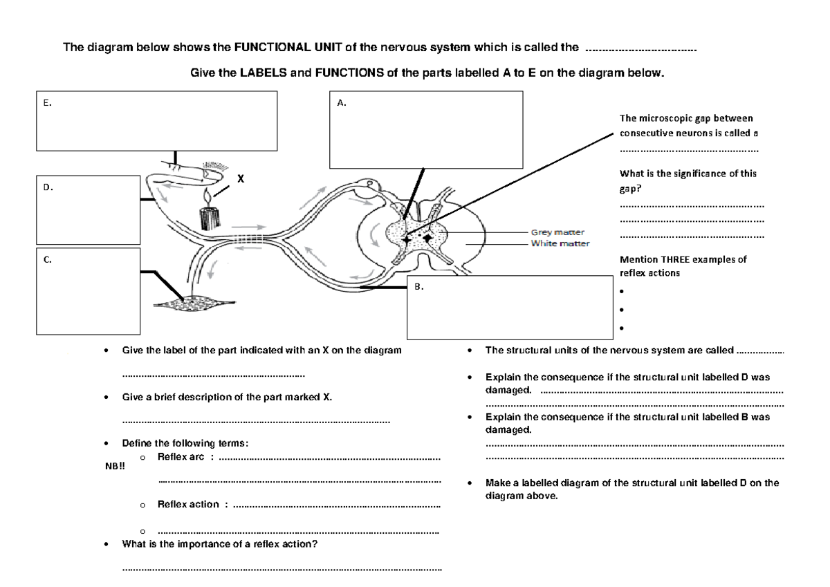 7.1 Reflex Action ONE Pager - The diagram below shows the FUNCTIONAL ...