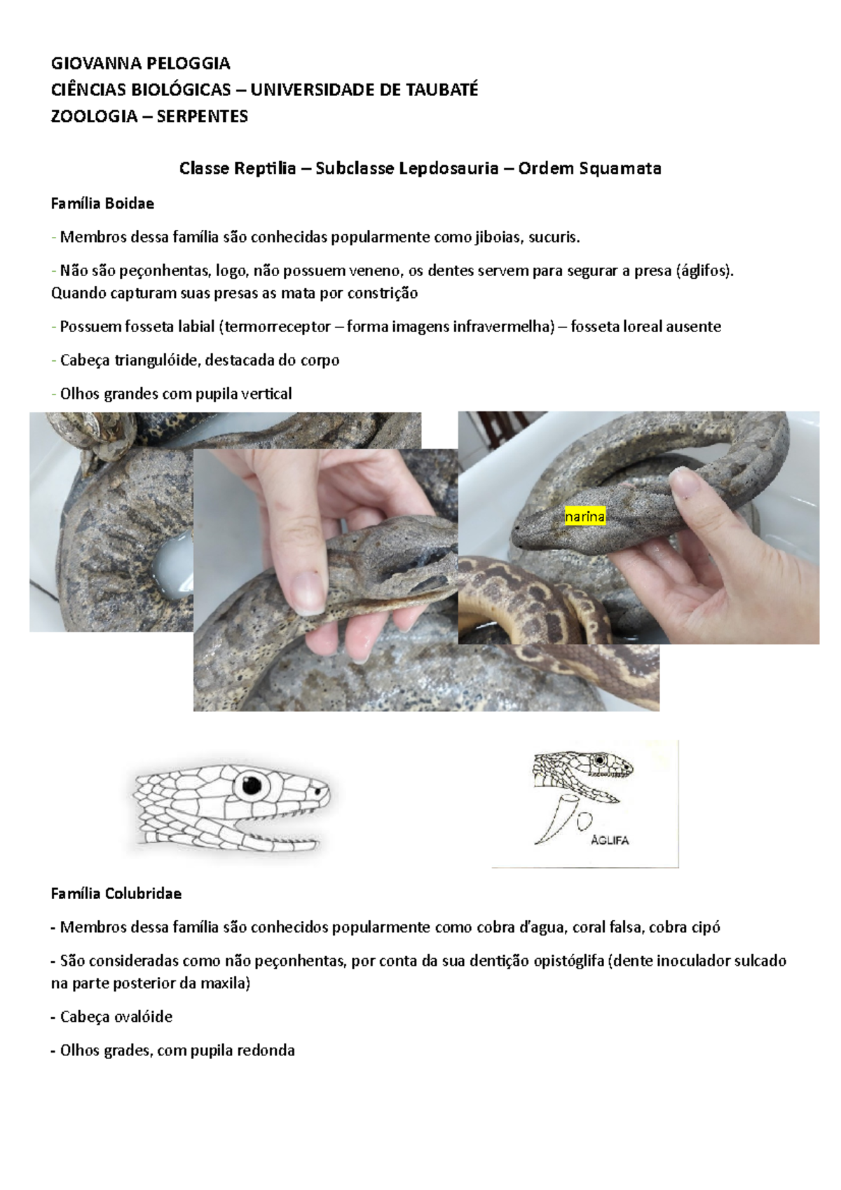 Zoologia - Serpentes - GIOVANNA PELOGGIA CIÊNCIAS BIOLÓGICAS ...