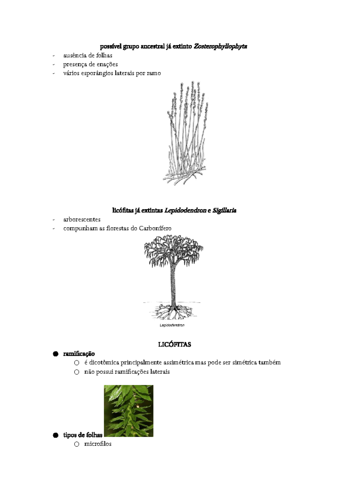 Táxon Licófitas - grupo ancestral extinto Zosterophyllophyta de folhas ...