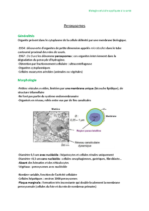 15. Noyau interphasique - Le noyau interphasique I. MORPHOLOGIE 1 ...