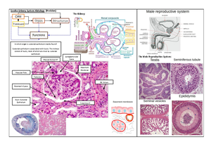 Practice examples - CTG interpretation - INTERPRETATION ...