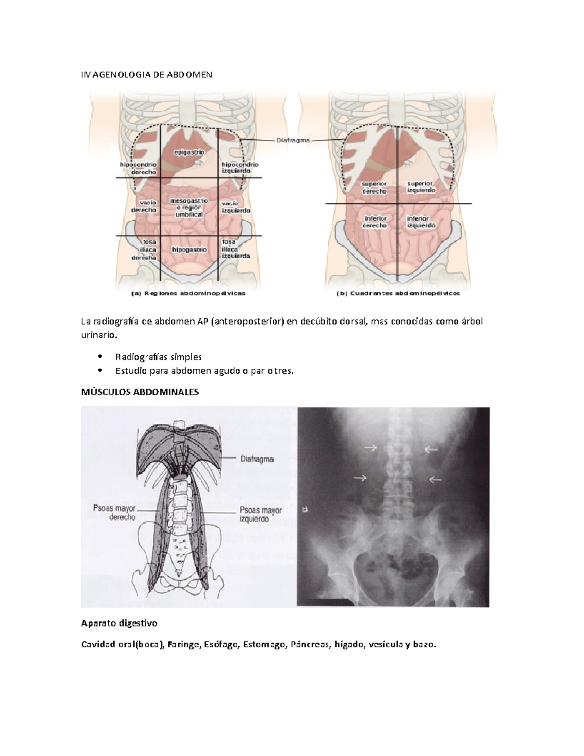 Imagenologia DE Abdomen - IMAGENOLOGIA DE ABDOMEN La radiografía de abdomen AP (anteroposterior ...
