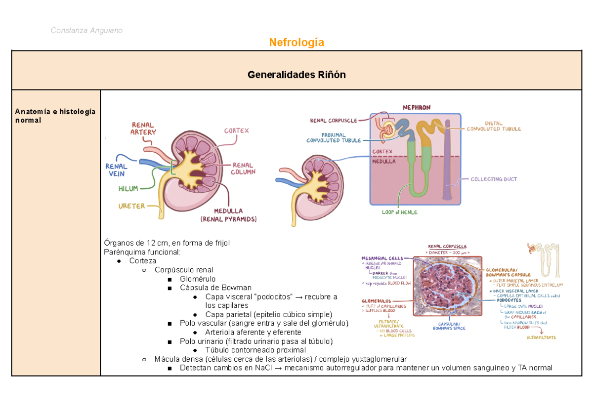 Notas Nefrología COMPLETO - Nefrología Generalidades Riñón Anatomía e ...