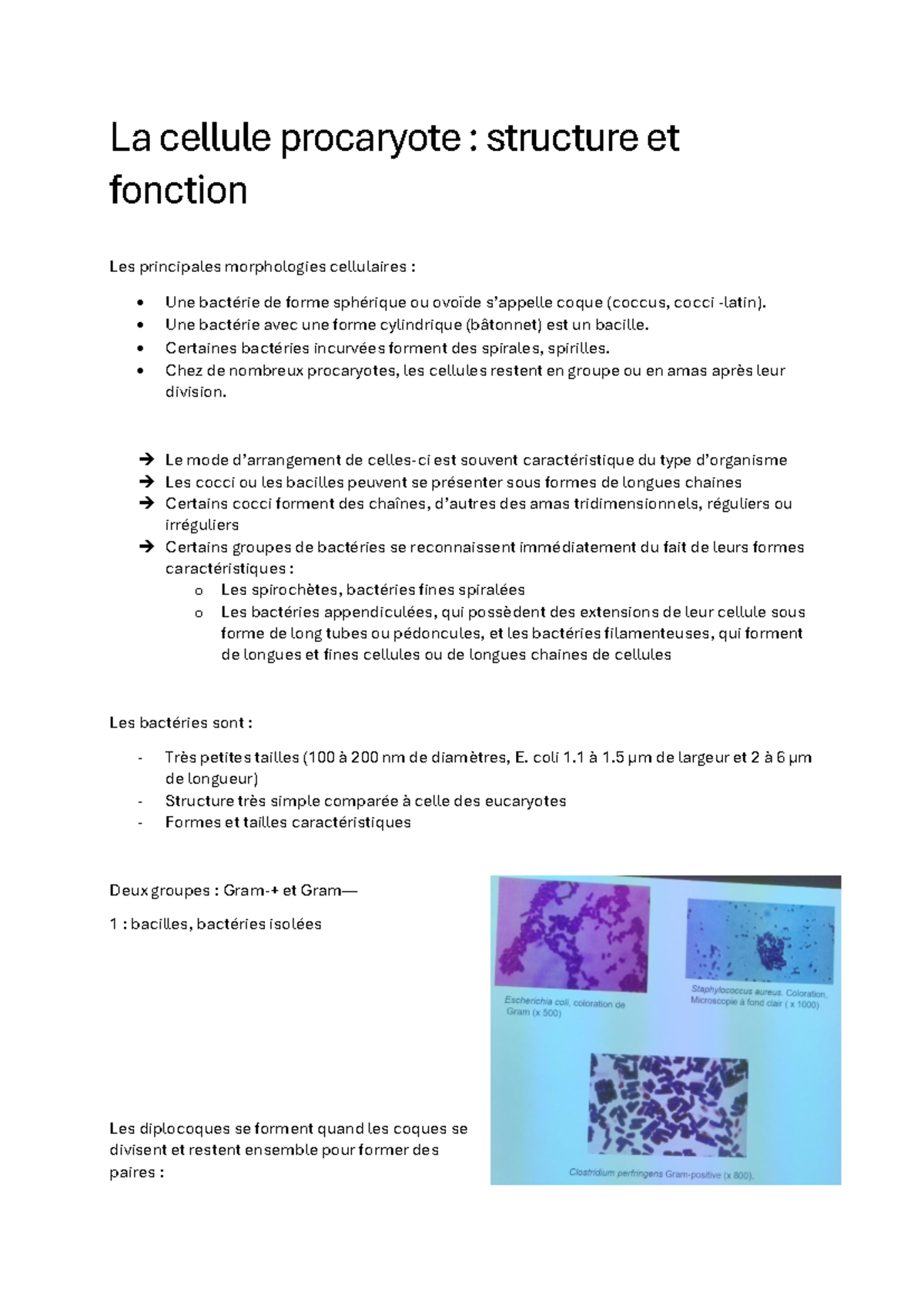 La cellule procaryote TP - Une bactérie avec une forme cylindrique ...