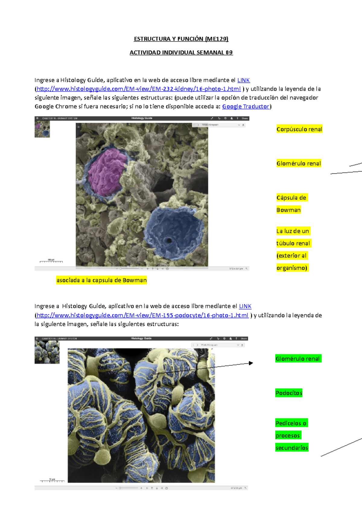 TAREA SEMANA 9 - ESTRUCTURA Y FUNCIÓN - ESTRUCTURA Y FUNCIÓN (ME129 ...