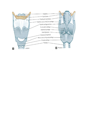 Vocal fold paresis - Study guide with labels - Vocal fold paresis The ...