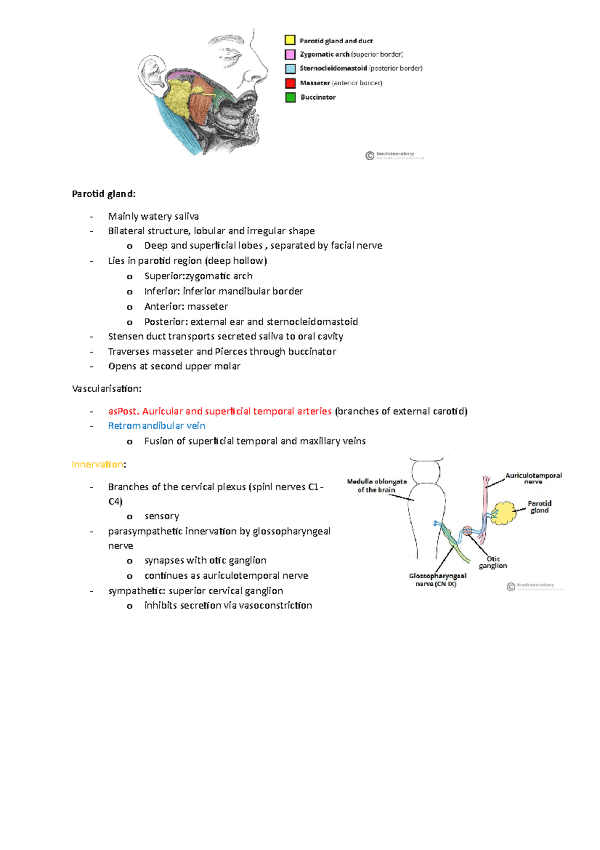 5 Case 1 - swallowing - Parotid gland: Mainly watery saliva Bilateral ...