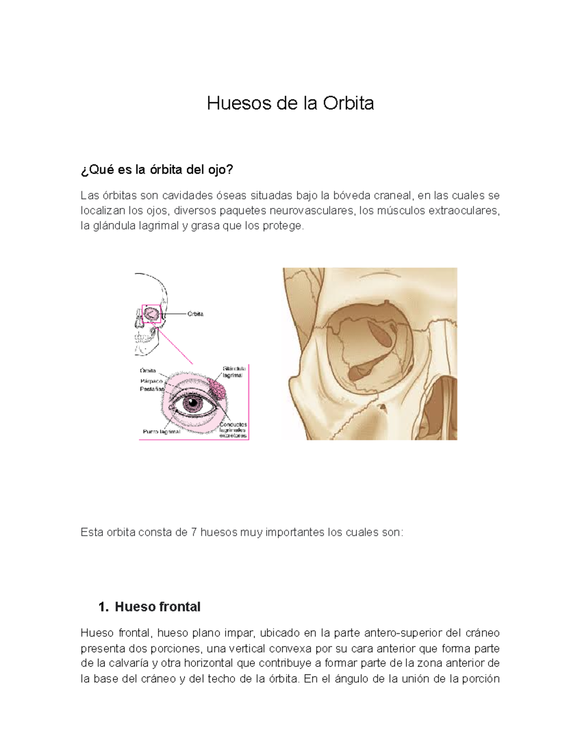 Anatomía Ocular y de la Orbita - Huesos de la Orbita ¿Qué es la órbita ...