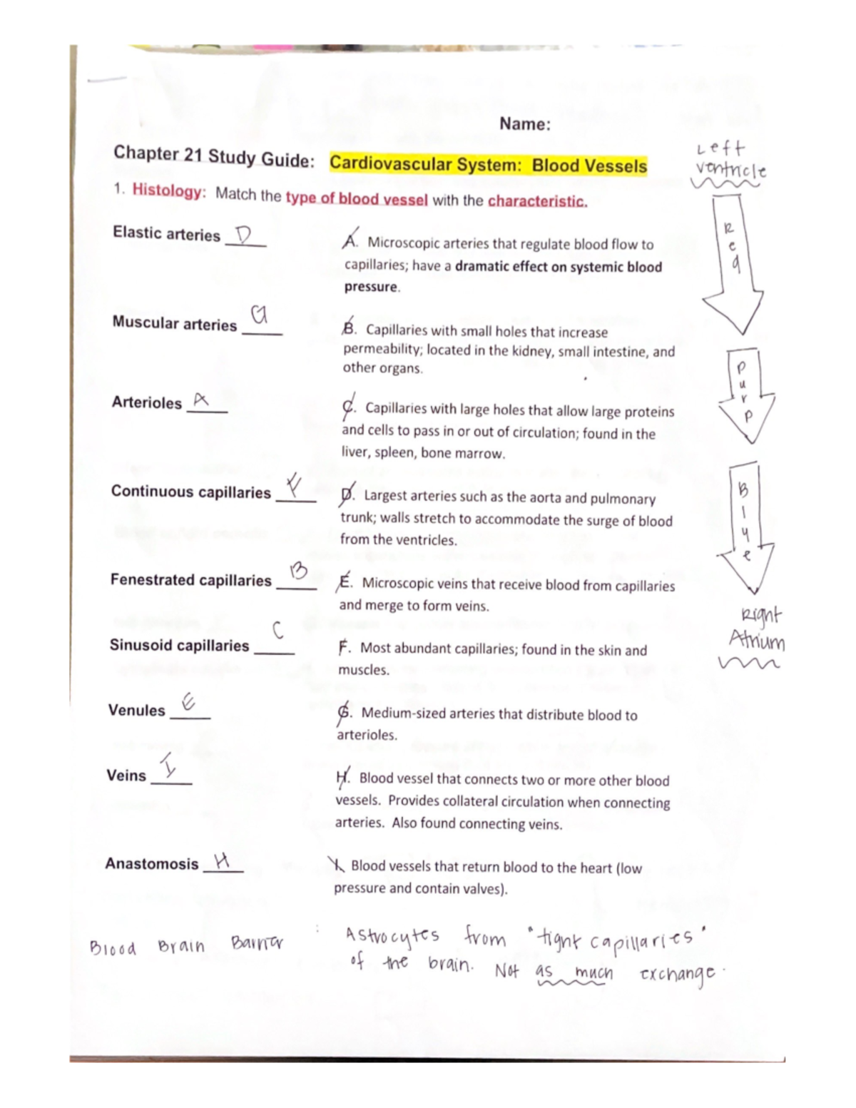 Chapter 21 Study Guide Cardiovascular System Blood Vessels - BSC 1094C ...