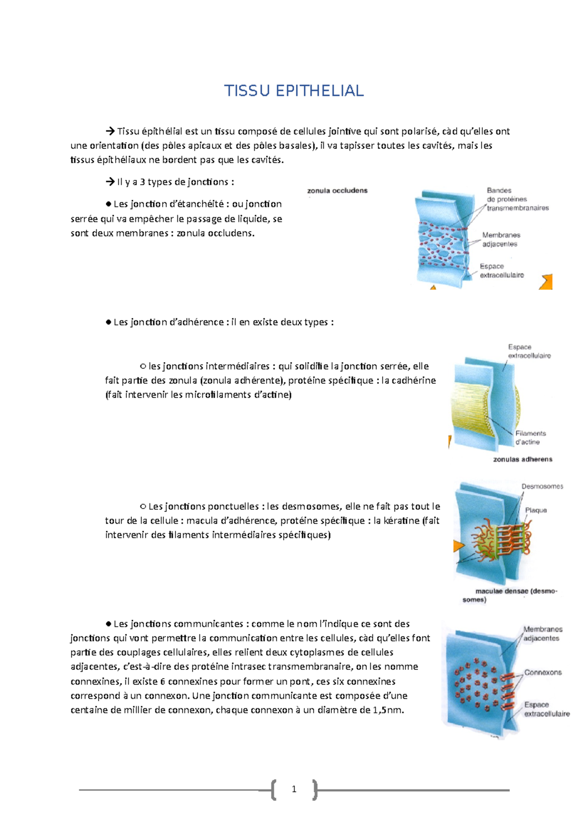 Tissu Epithelial - TISSU EPITHELIAL → Tissu épithélial est un tissu ...