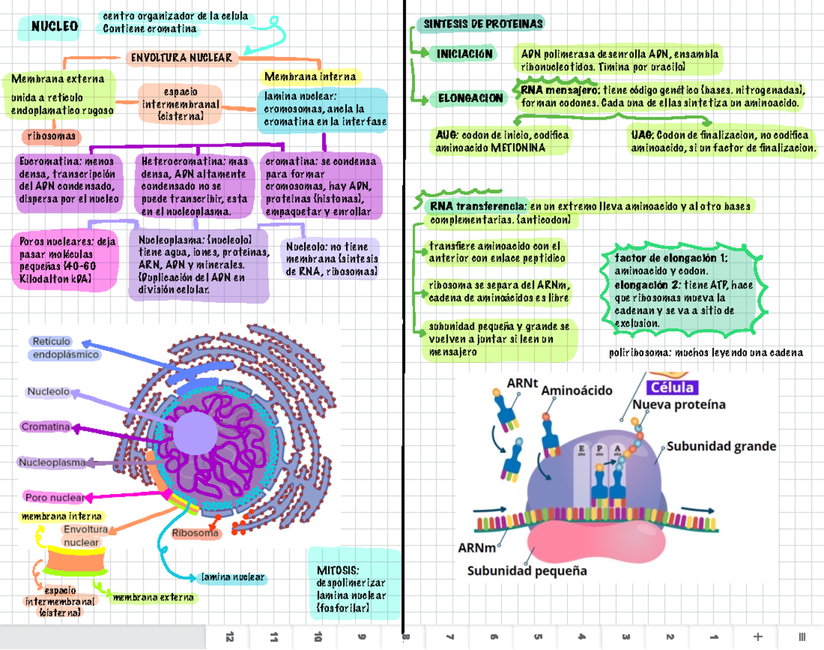 nucleo y funciones - ####### I l l I __ sum a t so It i i I Éate E ...