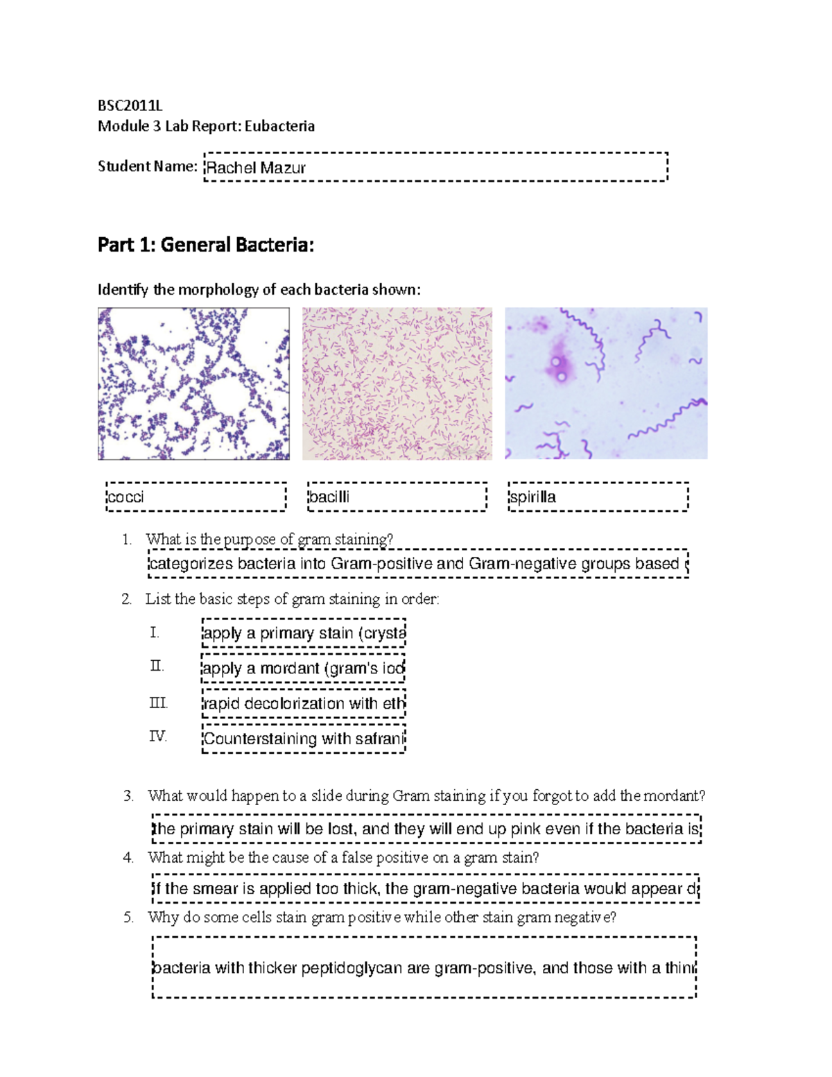 Module 3 Lab Report - BSC2011L Module 3 Lab Report: Eubacteria Student ... Module 3 Lab Report - BSC2011L Module 3 Lab Report: Eubacteria Student ...