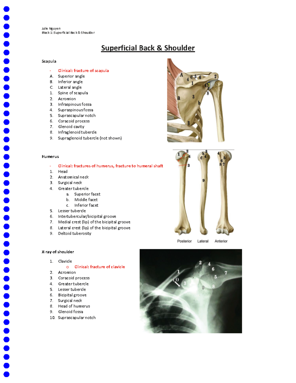 Spiral- MSK - blank - Block 1: Superficial Back & Shoulder Superficial ...