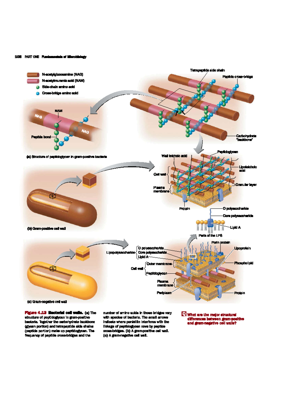 Pared celular GRAM - o GRAM + - 108 PART ONE Fundamentals of ...