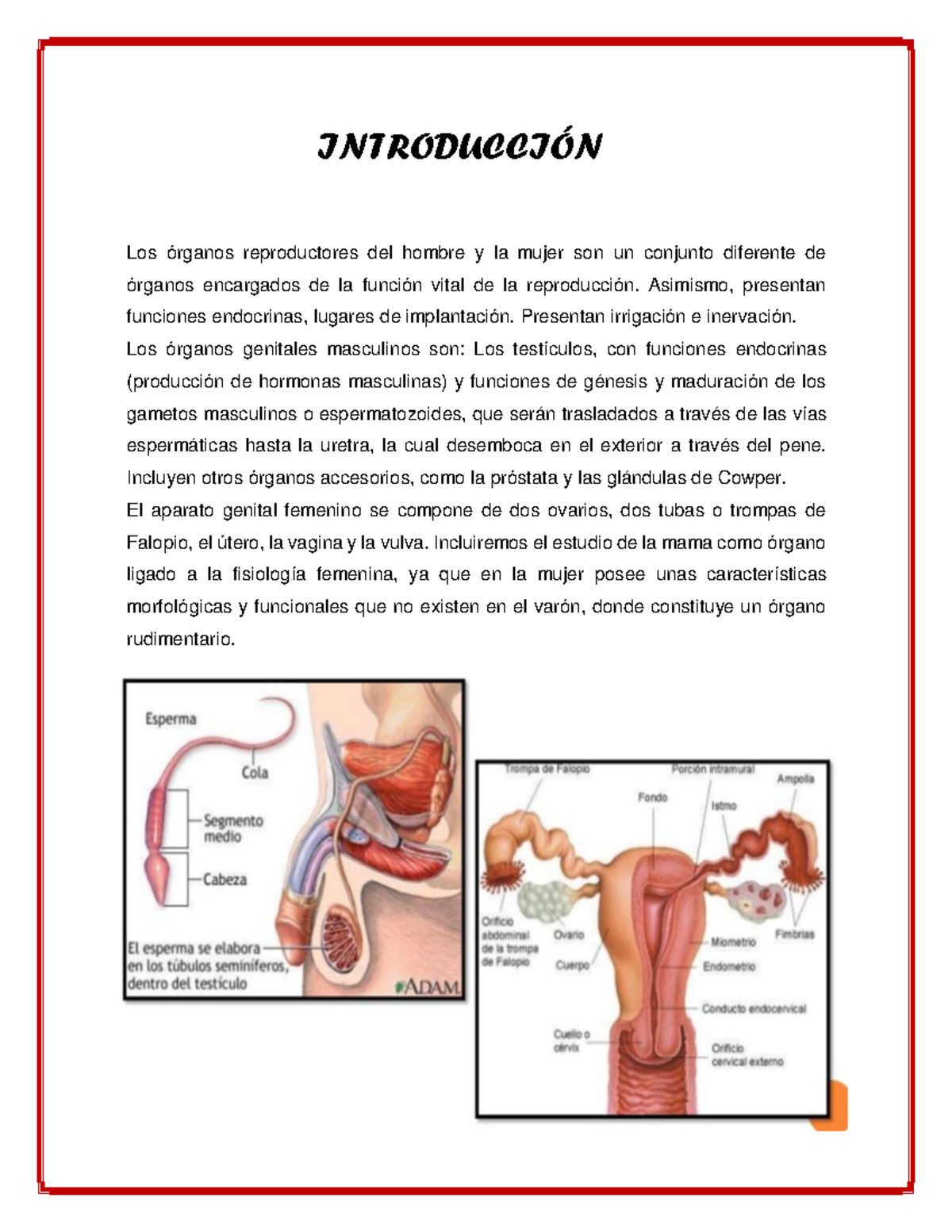 Aparato genital femenino, aparato genital masculino, vejiga y próstata - Warning: TT: undefined ...