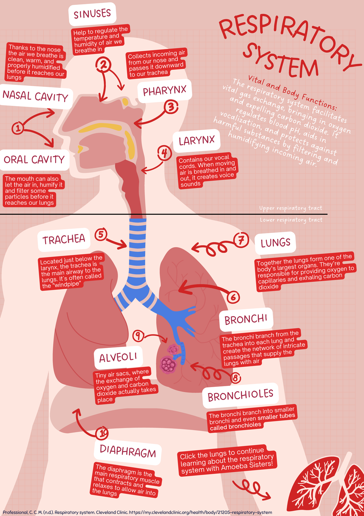 Respiratory System - ORAL CAVITY LUNGS PHARYNX LARYNX DIAPHRAGM The ...