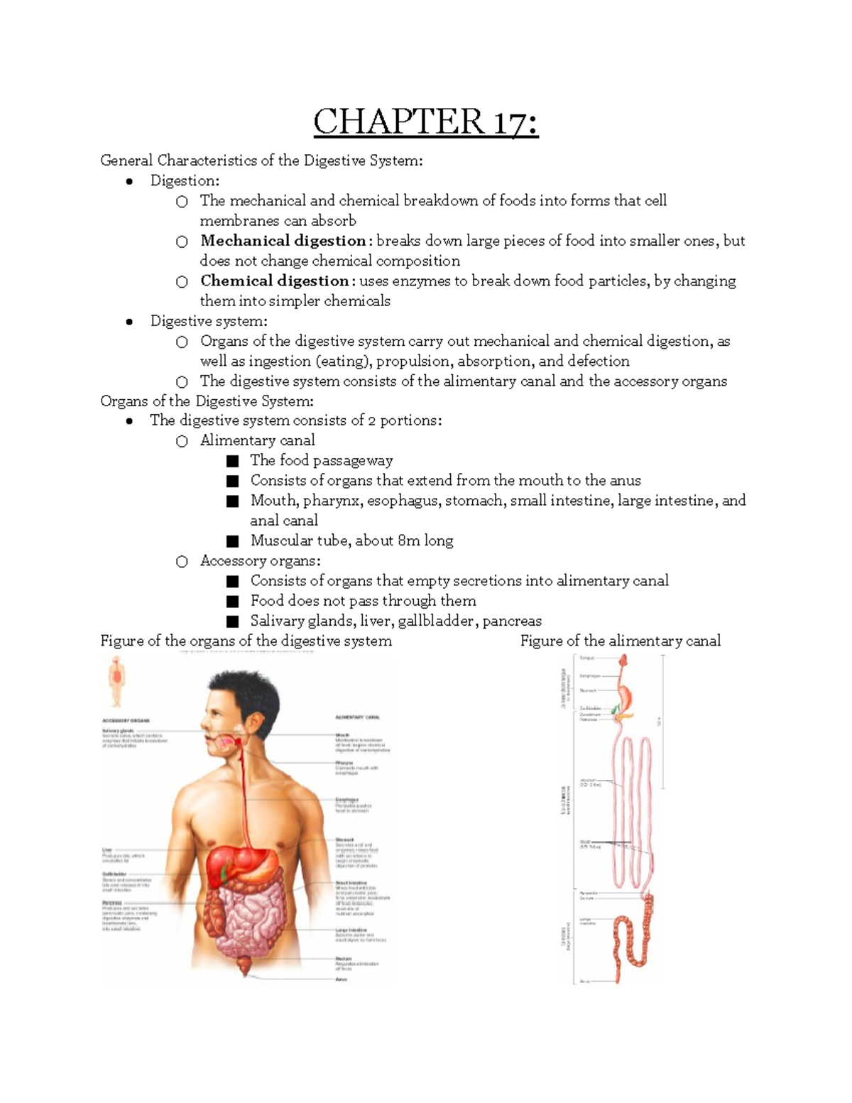 Human A & P II Notes Chapter 17 - CHAPTER 17: General Characteristics ...
