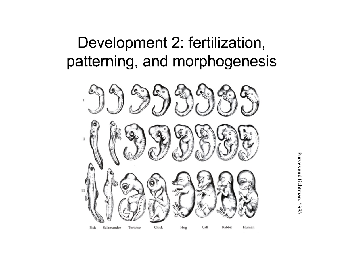 Lecture 29 Development 2 Fertilization Patterning And Morphogenesis 2 - Development 2: - Studocu