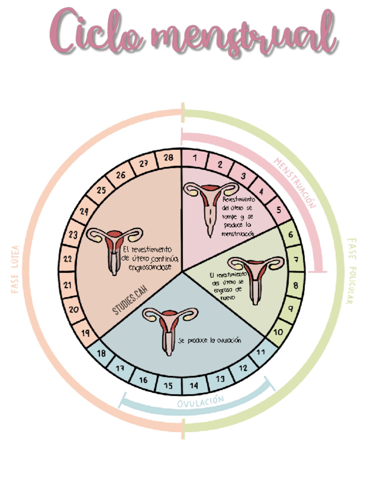 Ciclo Menstrual - Resumen Ginegologia y obstetricia - Revestimiento del ...