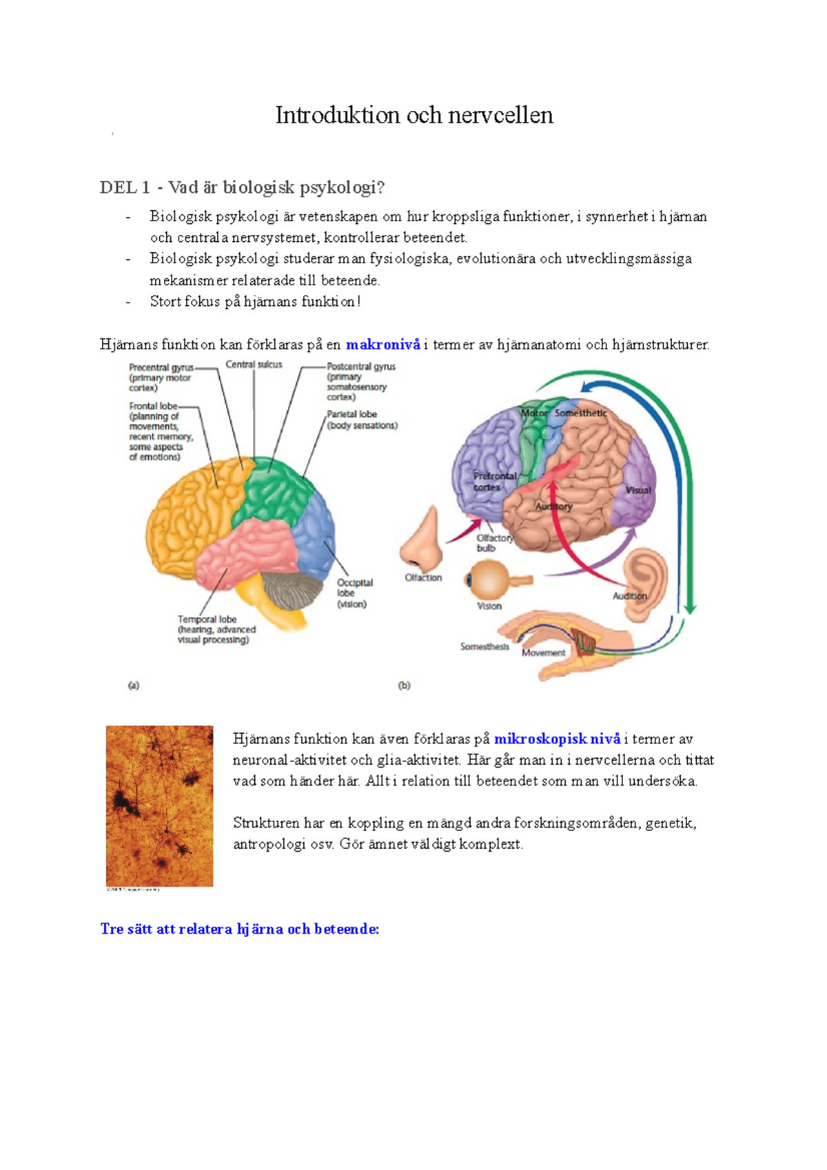 1. Intro + nervcellen - Anteckningar - Introduktion och nervcellen DEL ...