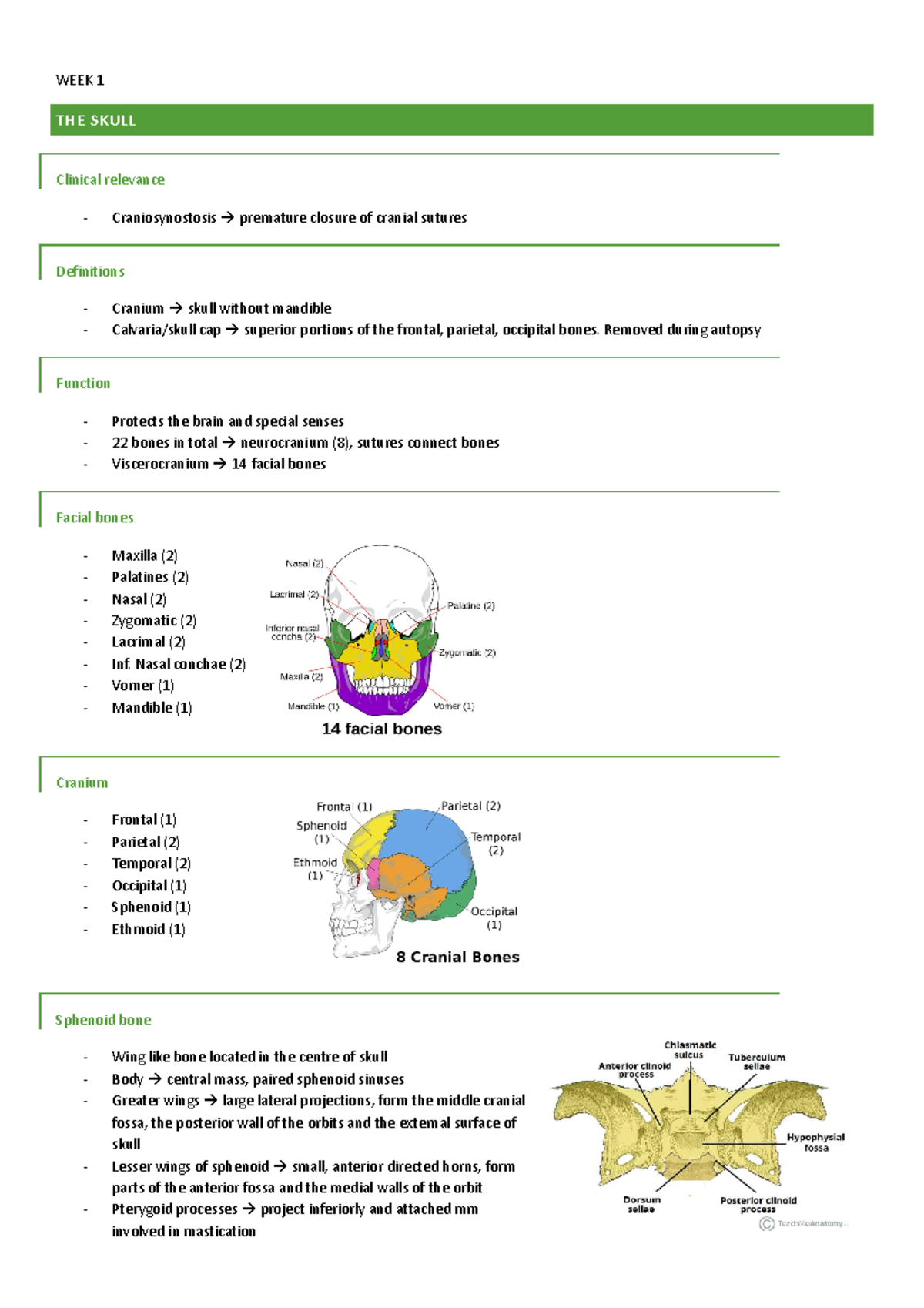 THE Skull - THE SKULL Clinical relevance - Craniosynostosis premature ...
