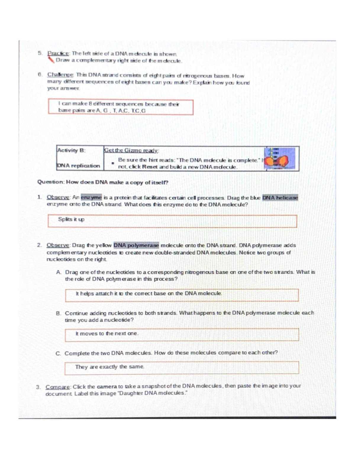 Many different sequences of eight bases can you make Explin how you ...