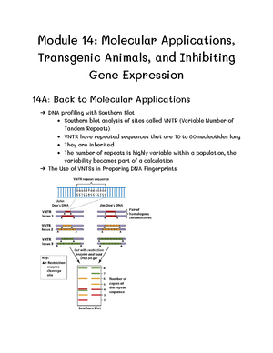 Module 6 DNA Replication - Module 6: DNA Replication 6A: DNA ...