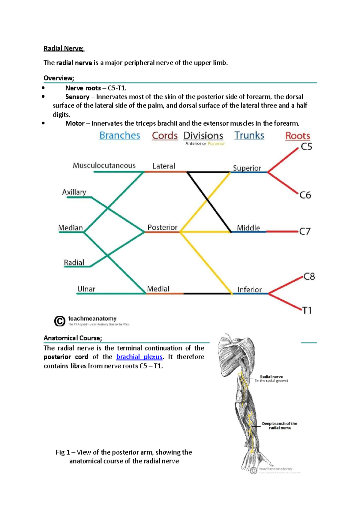 Radial Nerve - Radial Nerve; The radial nerve is a major peripheral ...
