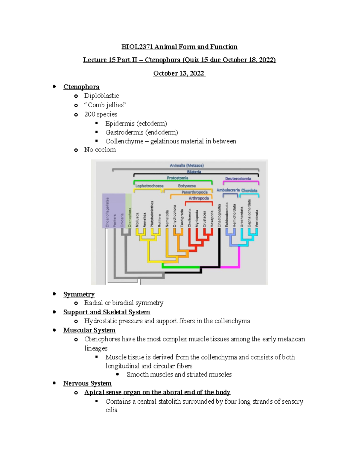 BIOL2371 Lecture 15 Part II Ctenophora - BIOL2371 Animal Form and Function Lecture 15 Part II ...