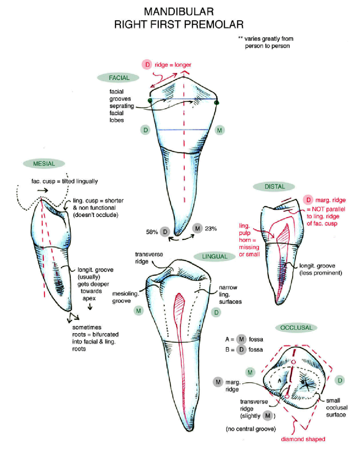 Mandibular right 1st premol - MANDIBULAR RIGHT FIRST PREMOLAR varies ...