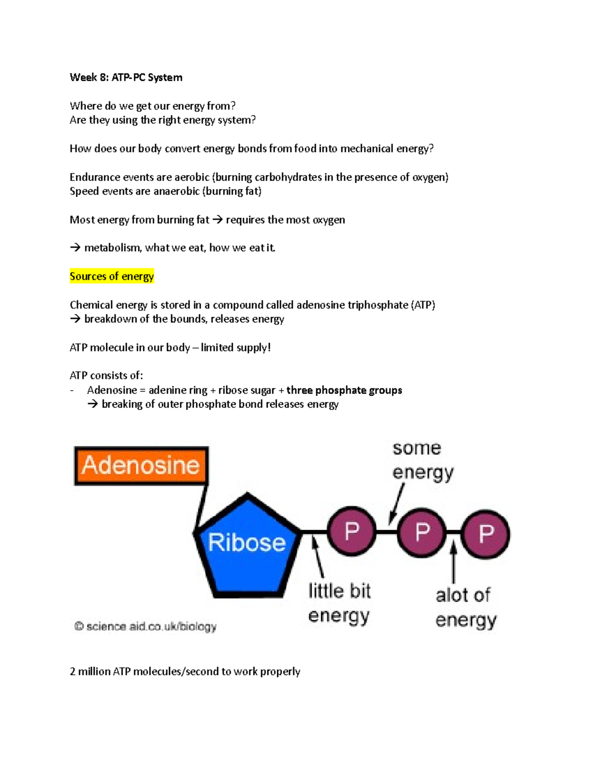 Anatomy 6 - Lecture notes 6 - Week 8: ATP-PC System Where do we get our ...