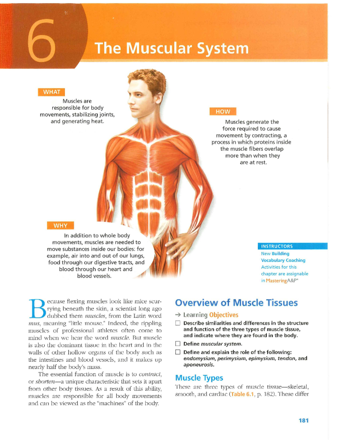 Essentials of Human A&P Marieb 12ed- Ch06, pgs 181-224 - Muscles are ...