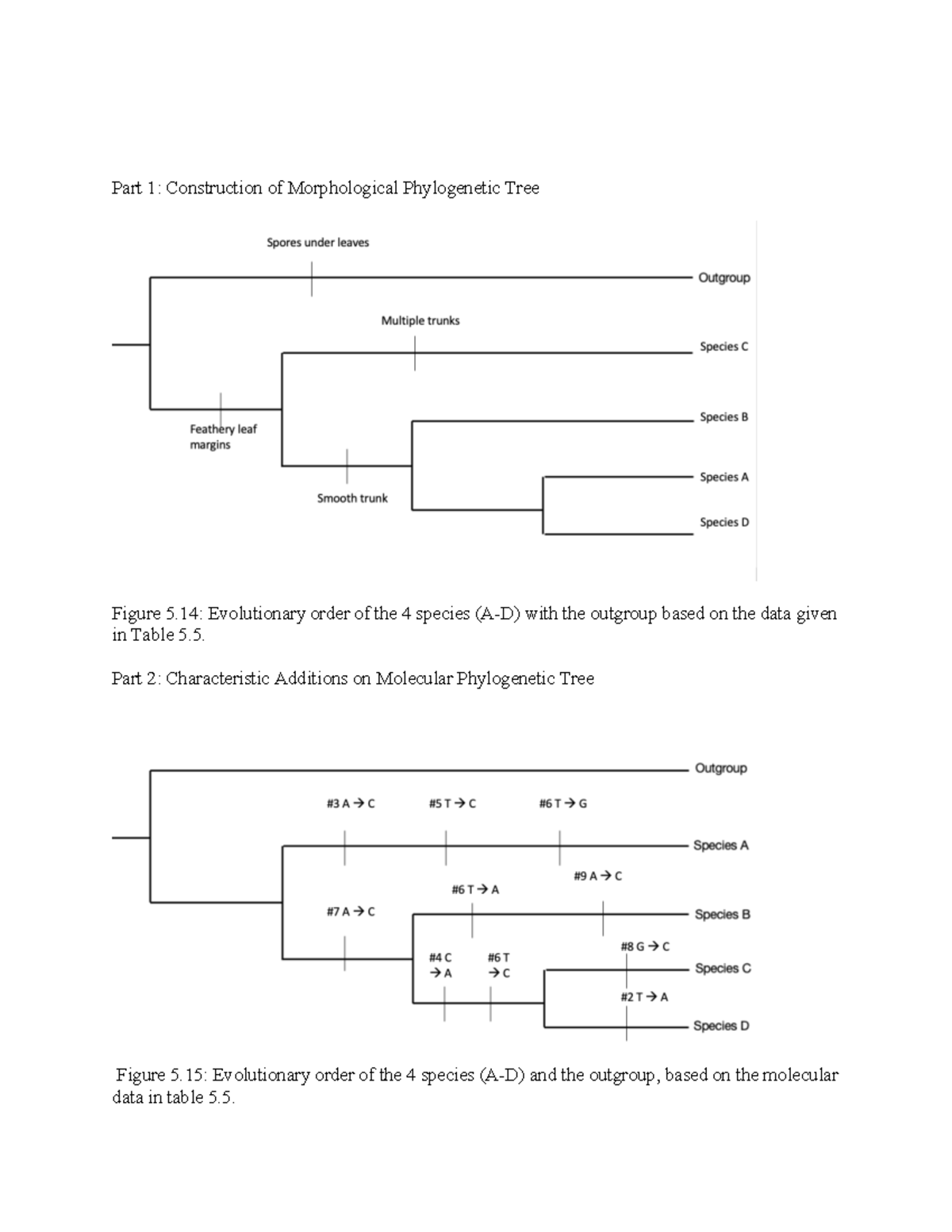 Bio 1030 Lab 5- Plant Phylogeny - Part 1: Construction of Morphological ...