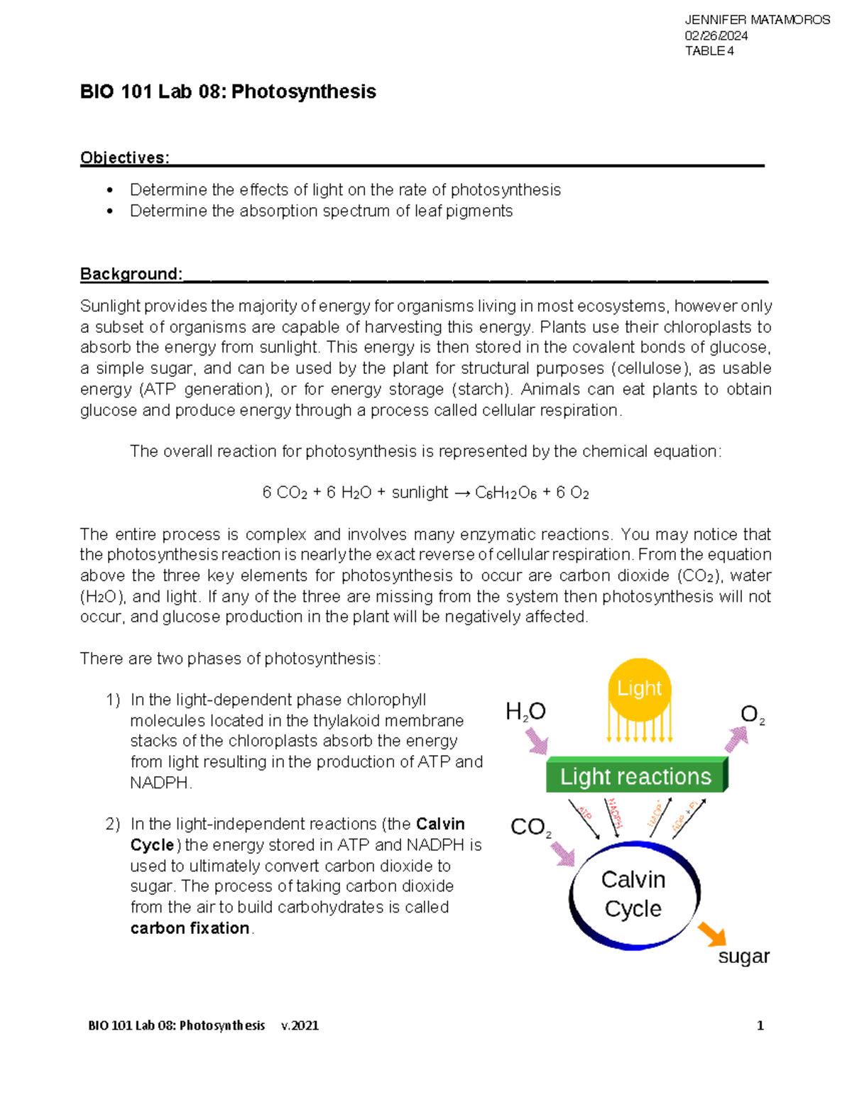BIO101 Lab 8 Worksheets Photosynthesis Spring 2022 - BIO 101 Lab 08 ...